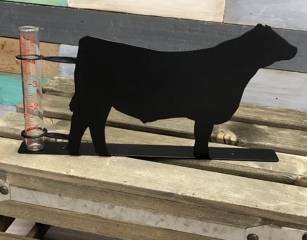 Rain Gauge - Show Steer – Amanda Radke
